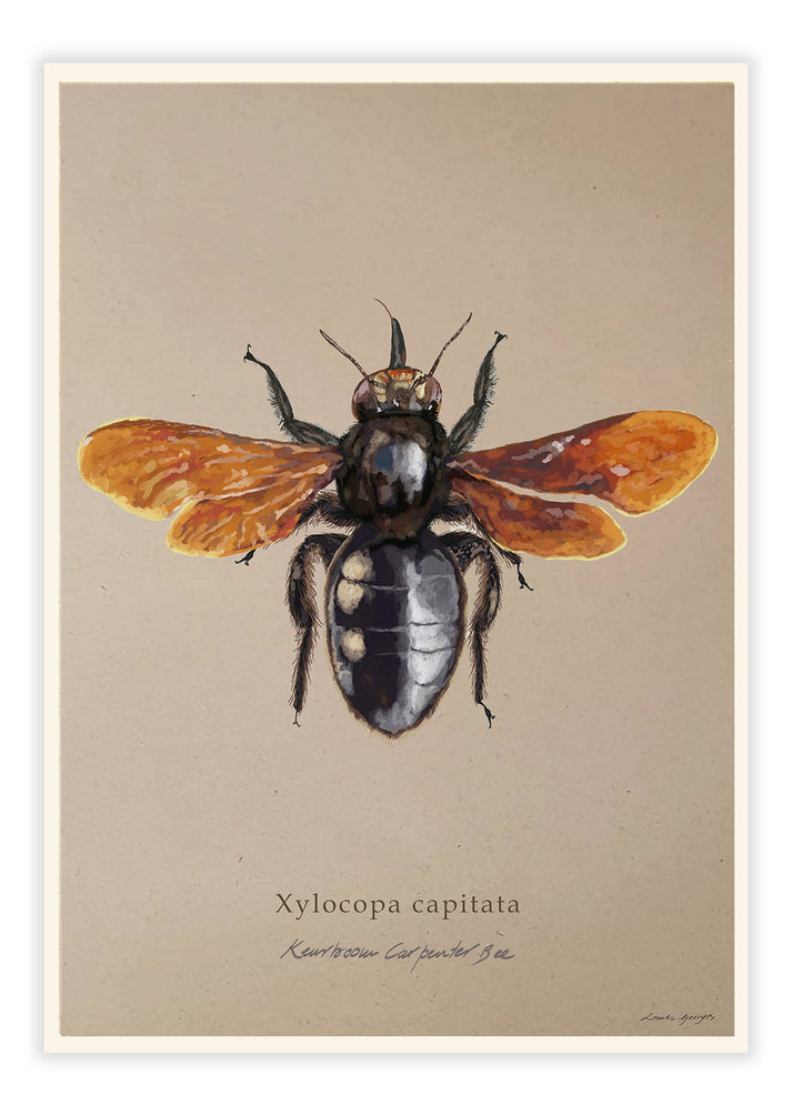 Keurboom Bee On Brown – Vink Illustrated